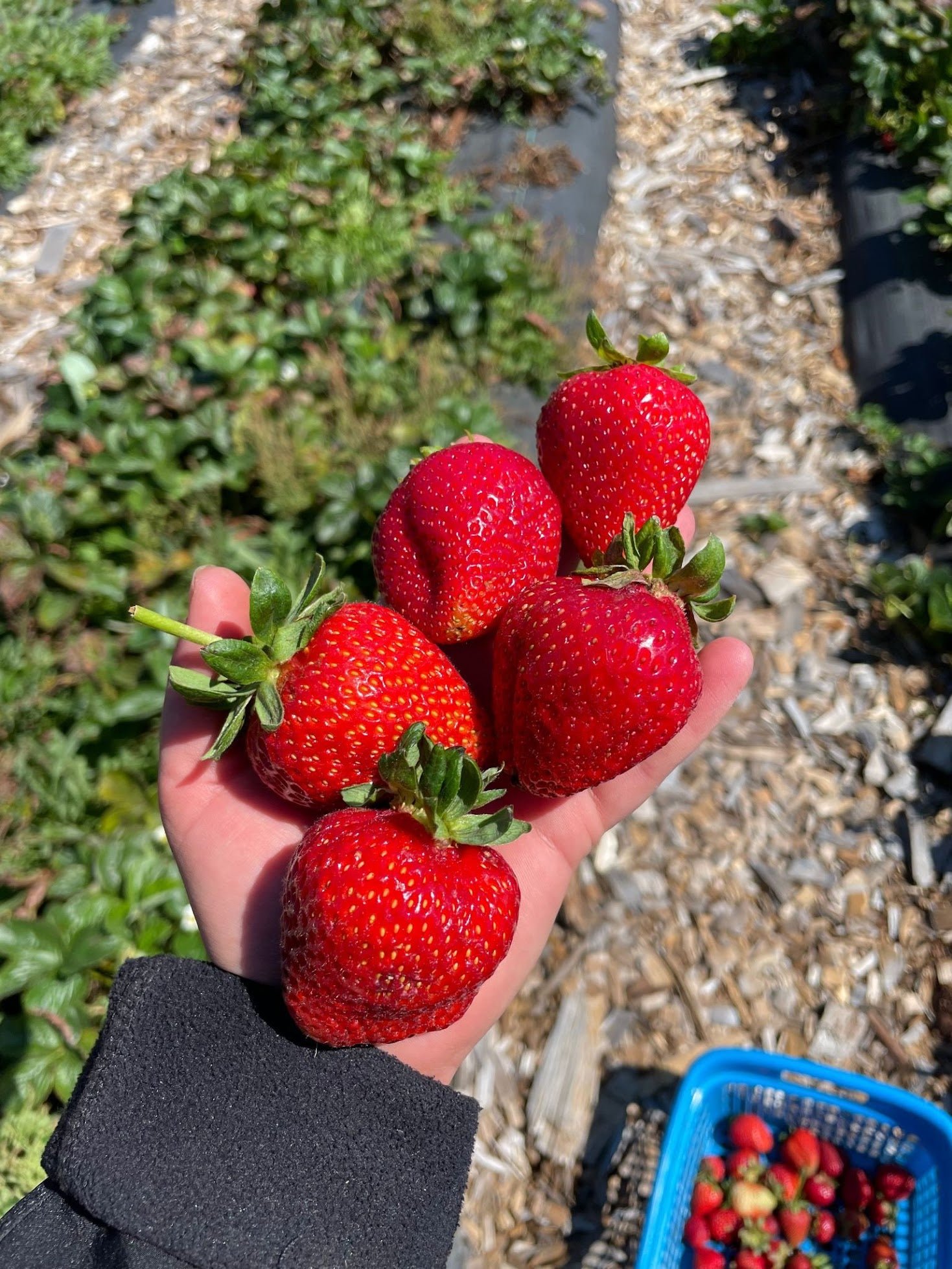 Fresh Food Experience Ticket - June 22, 2025 | Woodside Farm